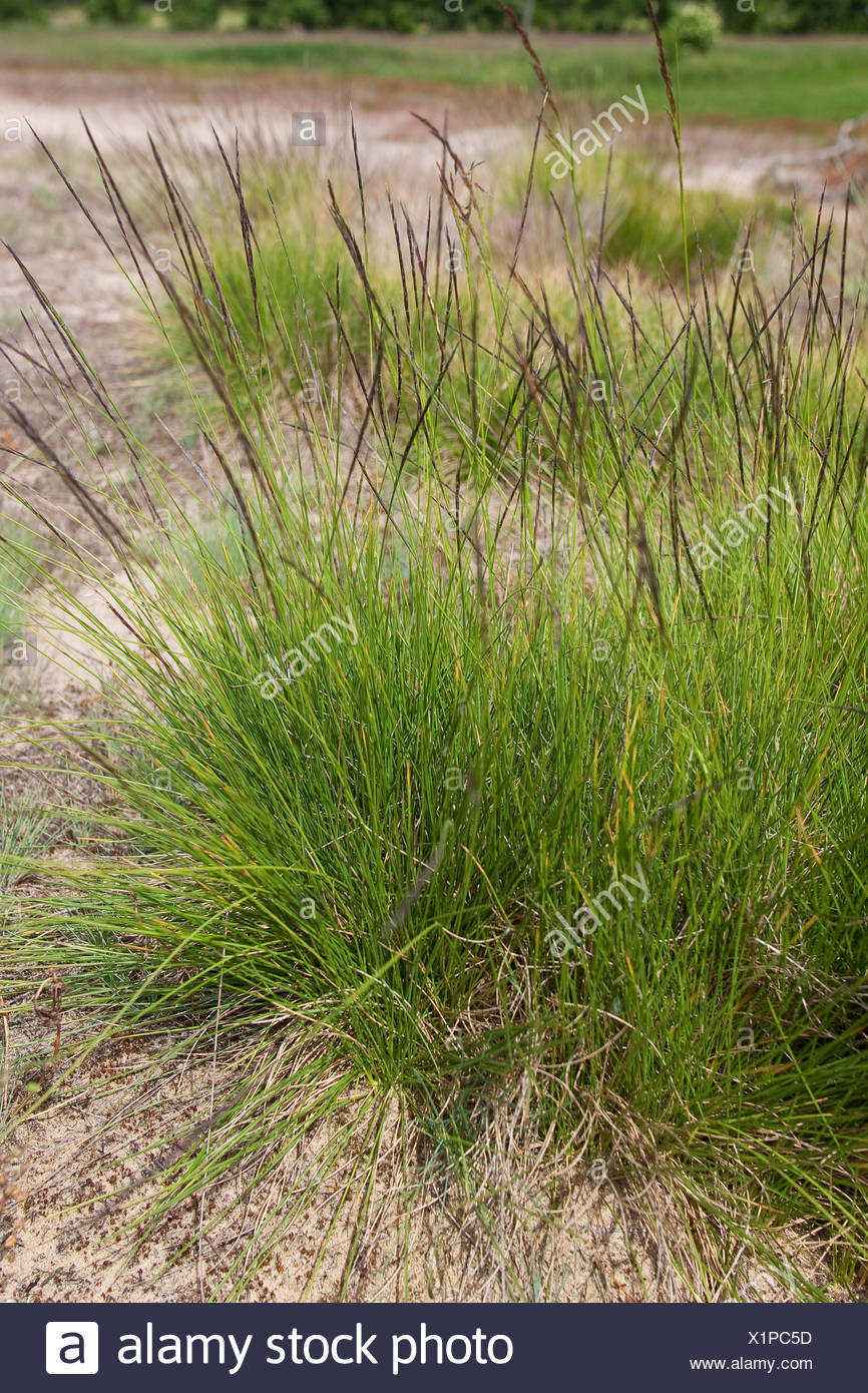 Mat Grass High Resolution Stock Photography and Images - Alamy