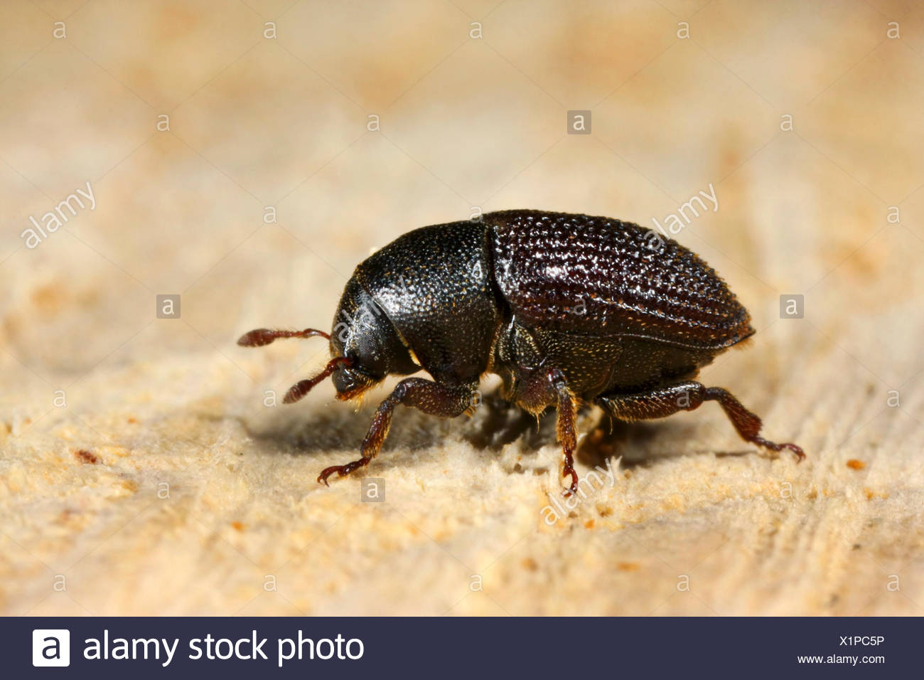 Ash Borer Beetle Stock Photos & Ash Borer Beetle Stock Images - Alamy