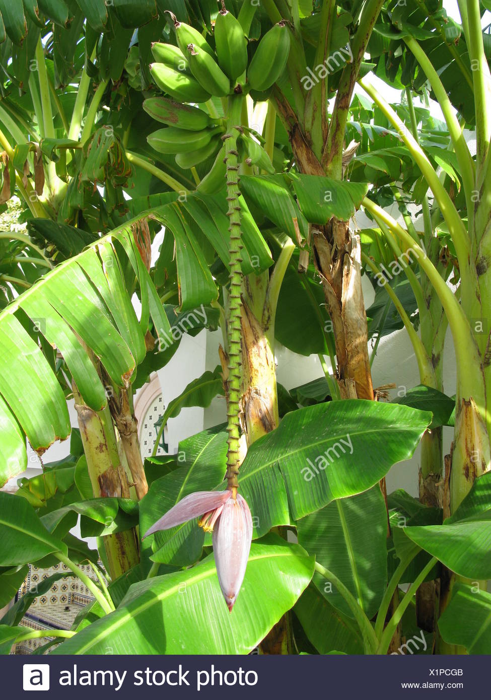 Bananenbaum High Resolution Stock Photography and Images - Alamy