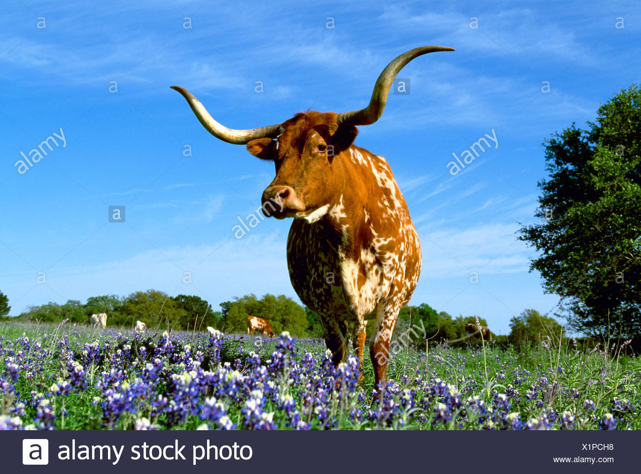 Texas Longhorn Bluebonnets Stock Photos & Texas Longhorn Bluebonnets ...