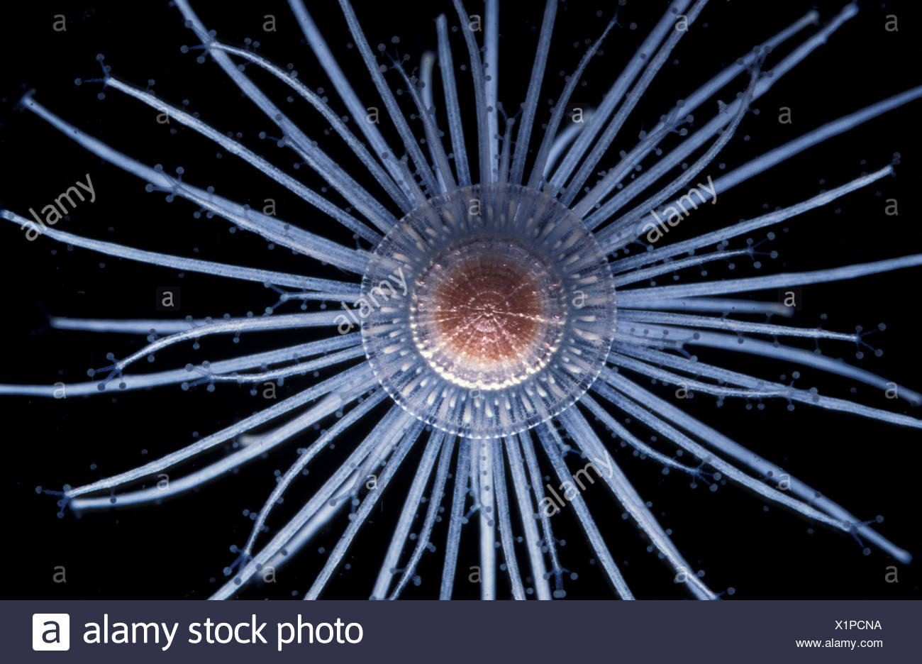 Blue Button Porpita Porpita Indo Pacific Stock Photos & Blue Button ...