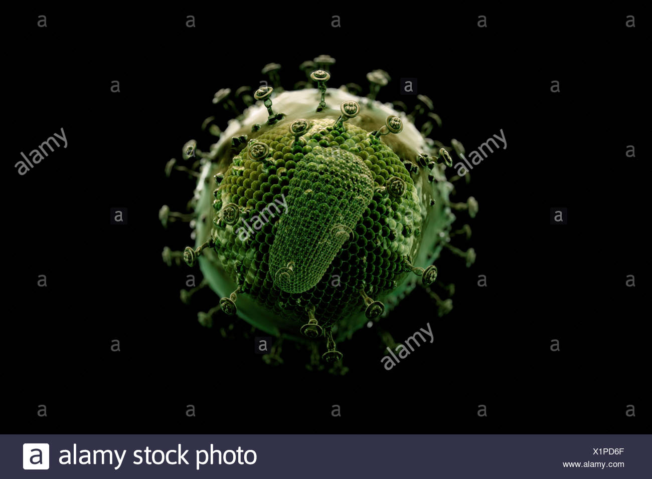 Electron Microscope Cell Stock Photos & Electron Microscope Cell Stock ...