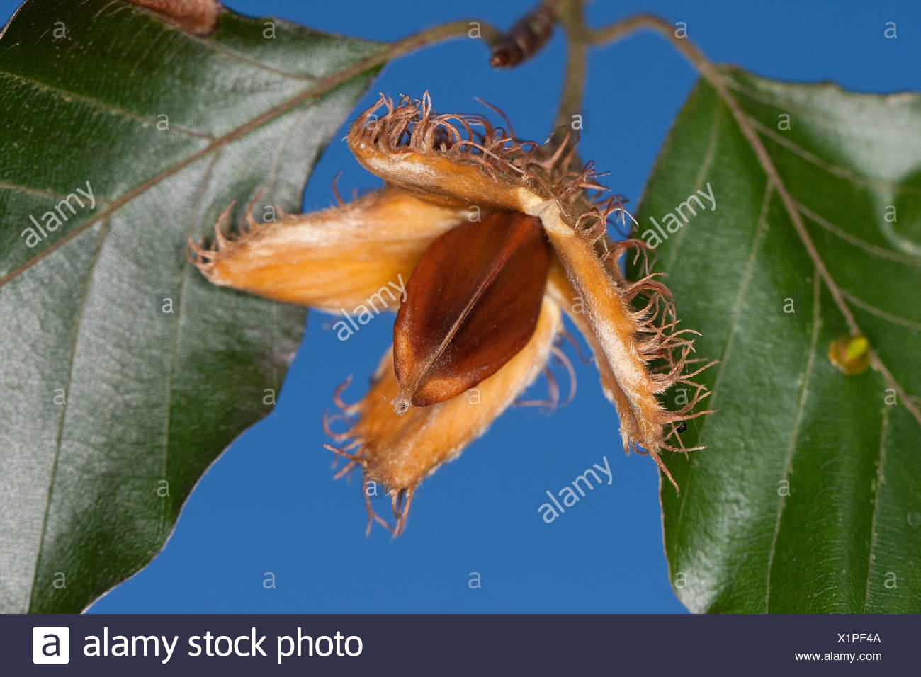 Tree Seeds Beech High Resolution Stock Photography and Images - Alamy