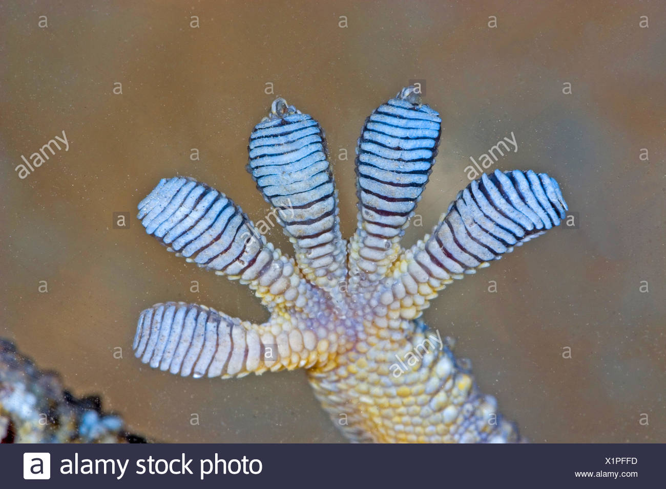 Gecko Feet And Toes High Resolution Stock Photography and Images - Alamy