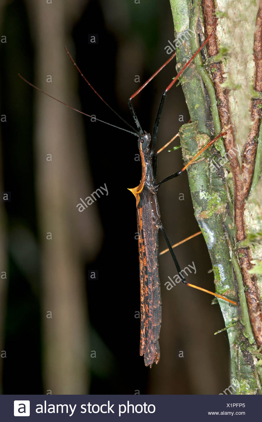Phasmida Stock Photos & Phasmida Stock Images - Alamy