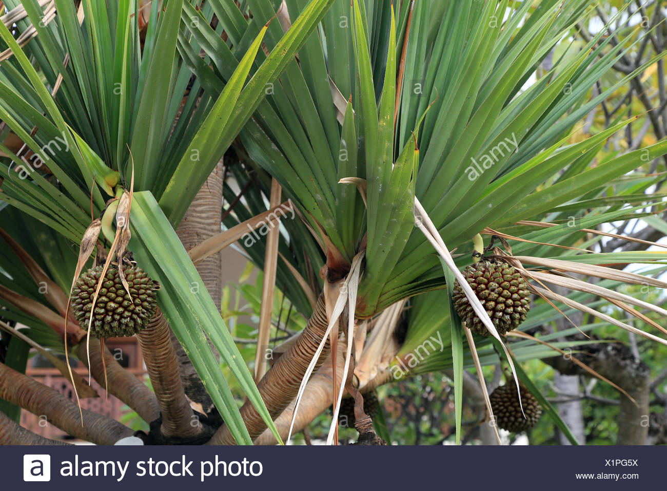 Screw Pine Pandanus Utilis High Resolution Stock Photography and Images ...