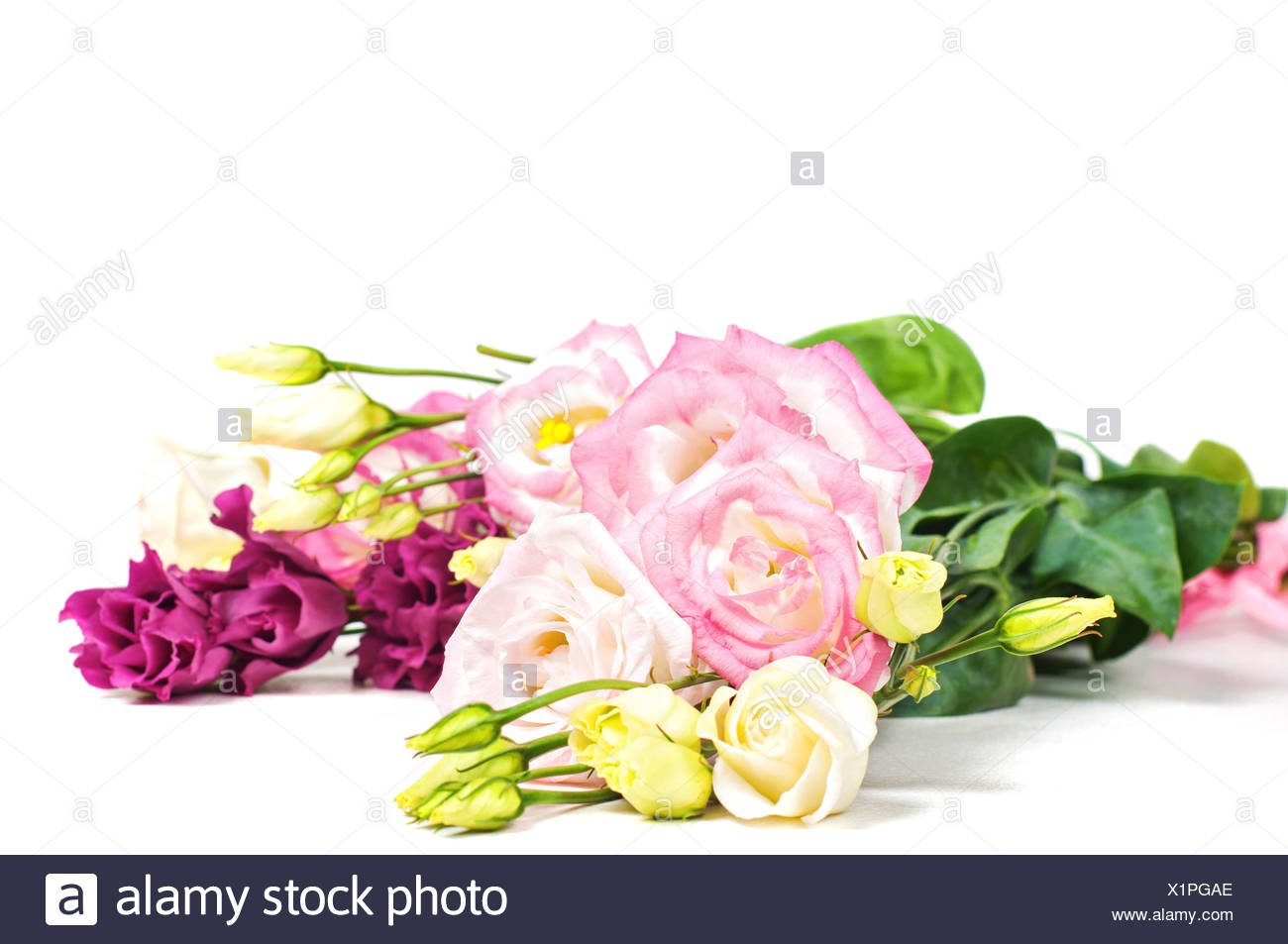 Eustoma Russellianum High Resolution Stock Photography and Images - Alamy