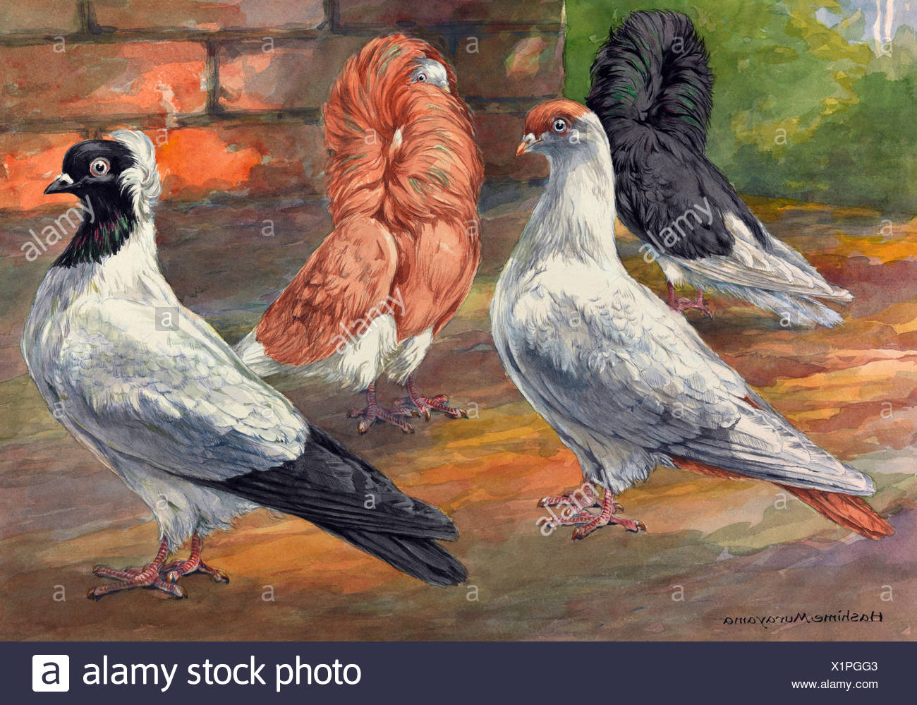 Nun Pigeon Stock Photos & Nun Pigeon Stock Images - Alamy