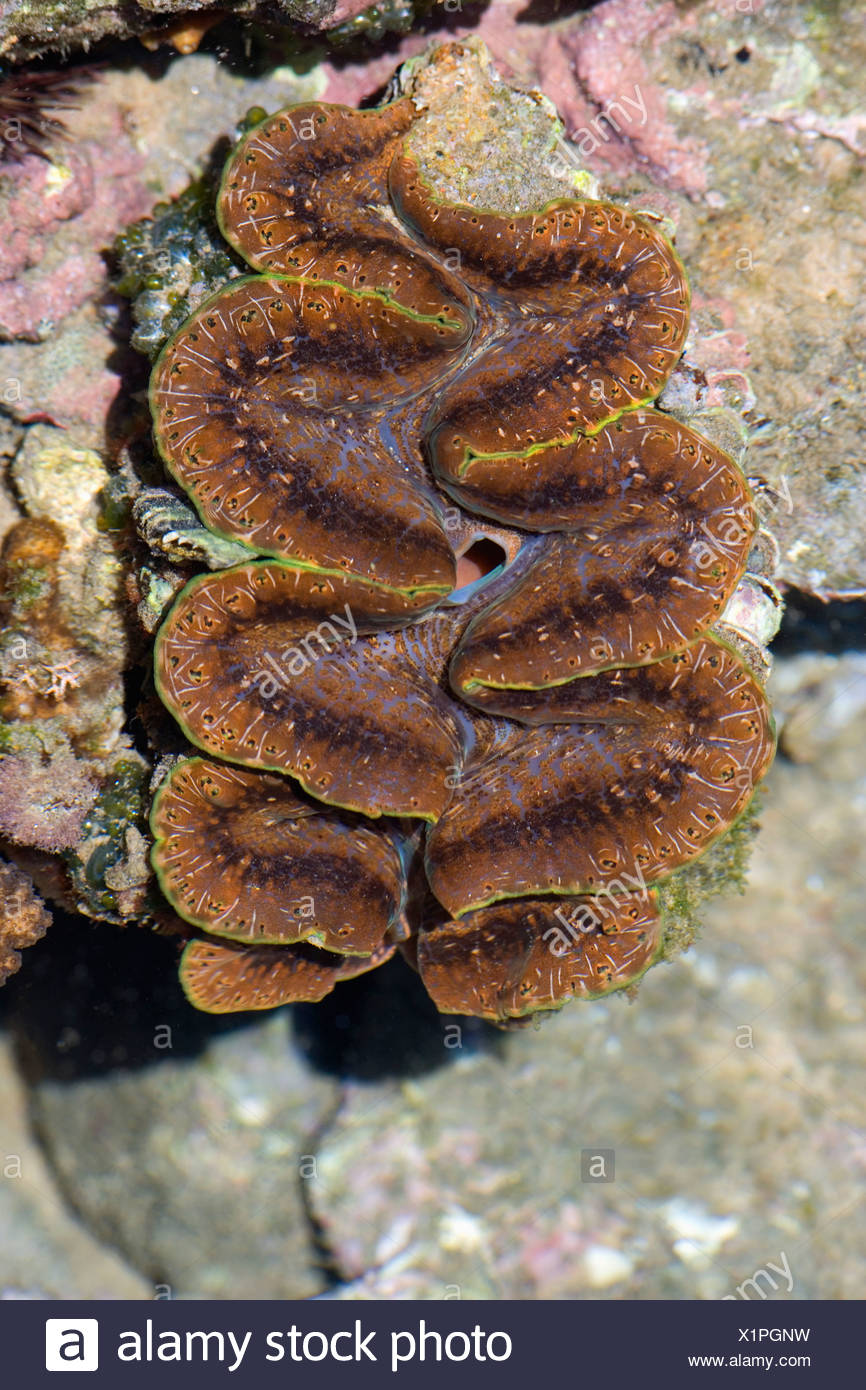 Pelecypoda High Resolution Stock Photography and Images - Alamy