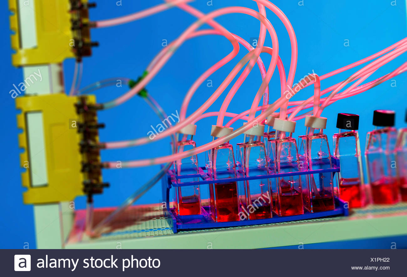 Stem Cell Stock Photos & Stem Cell Stock Images - Alamy