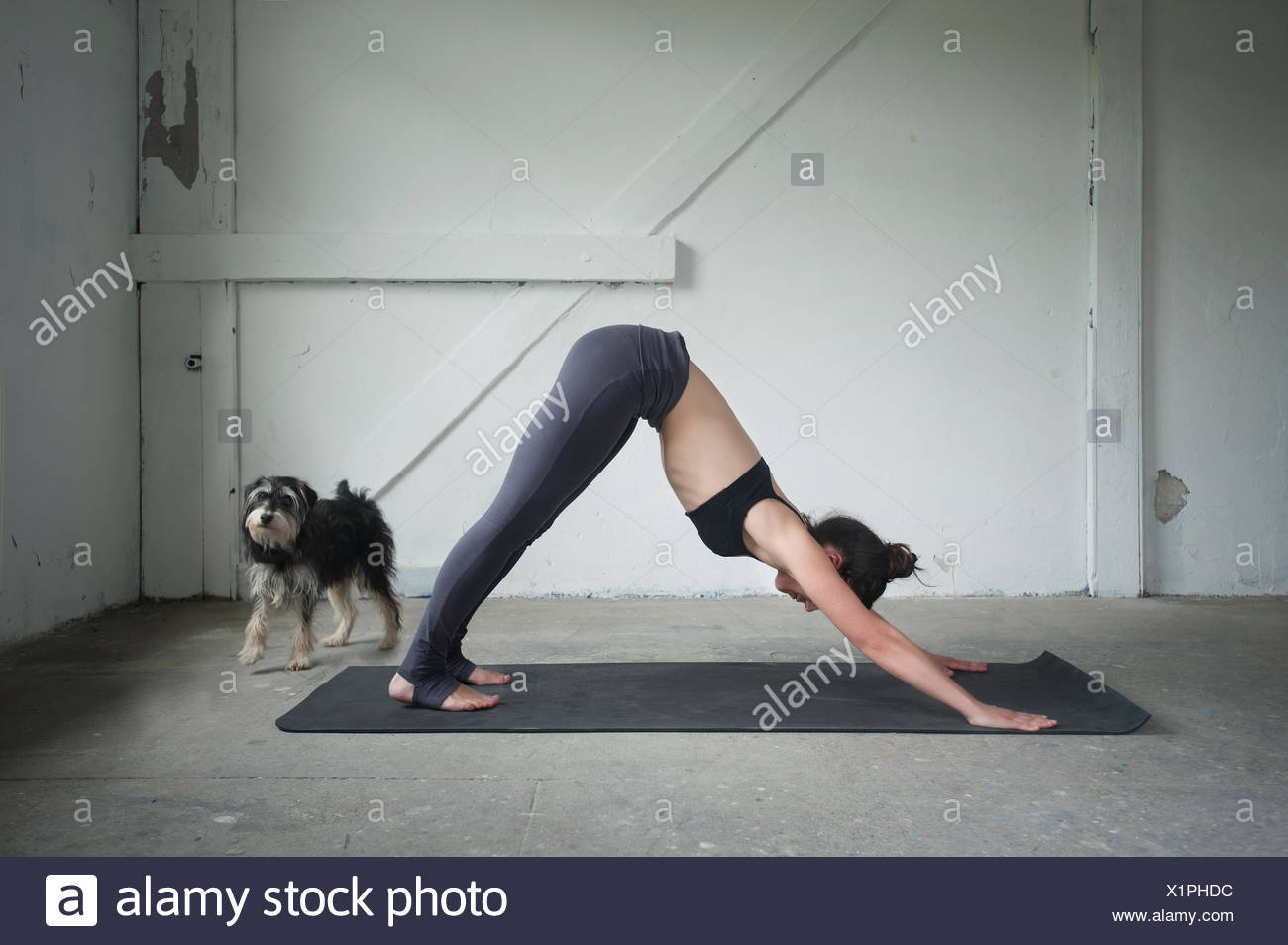 Dog Routine High Resolution Stock Photography and Images - Alamy