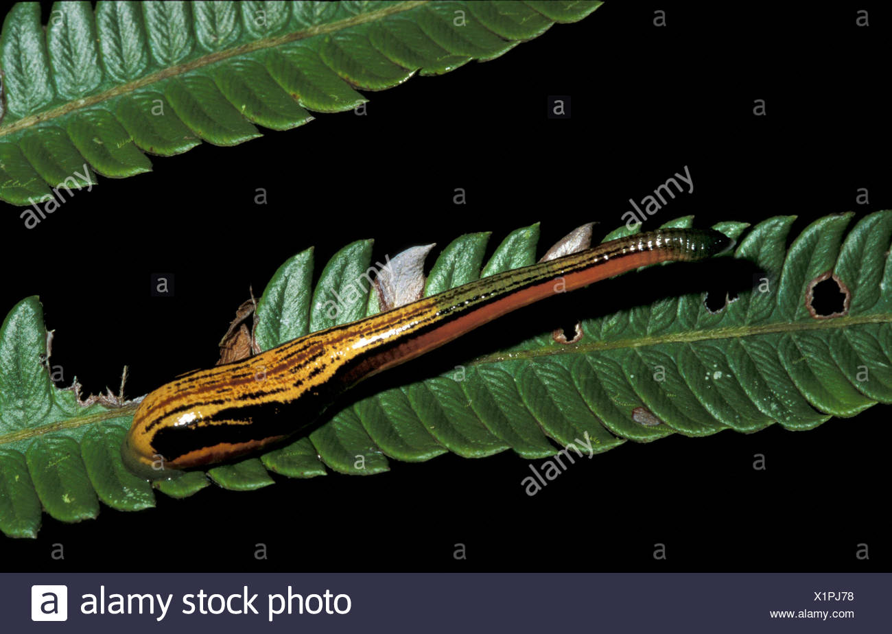 Haemadipsa Picta High Resolution Stock Photography and Images - Alamy