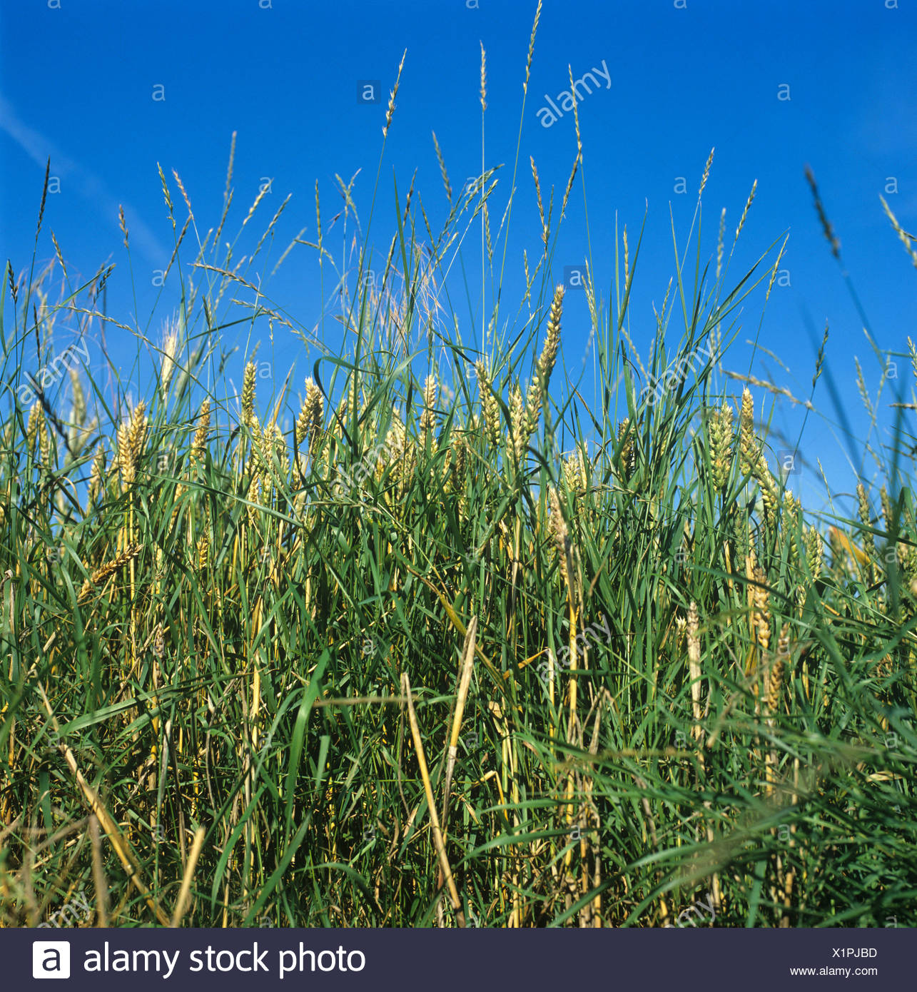 Quackgrass High Resolution Stock Photography and Images - Alamy