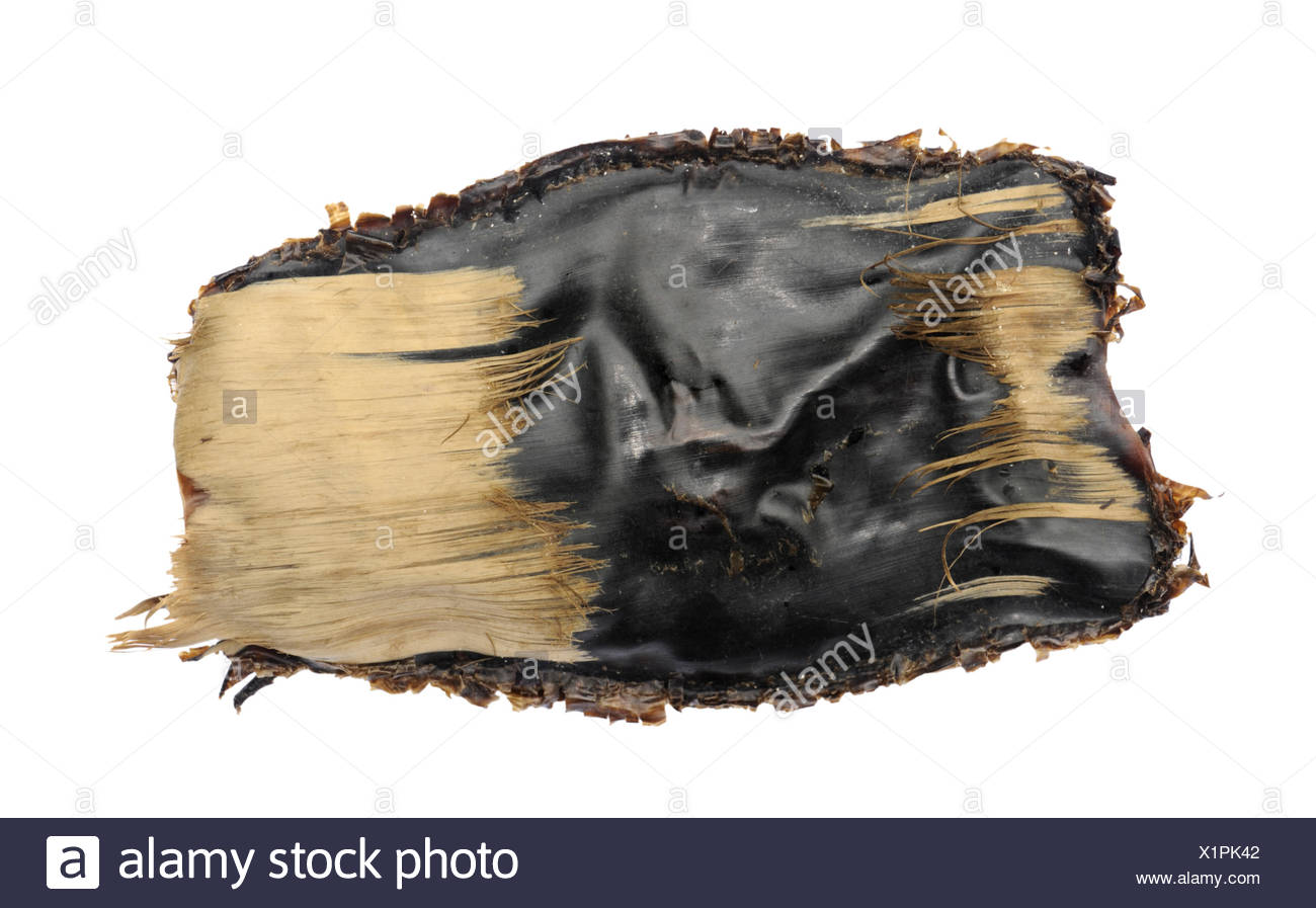 White Skate Fish High Resolution Stock Photography and Images - Alamy