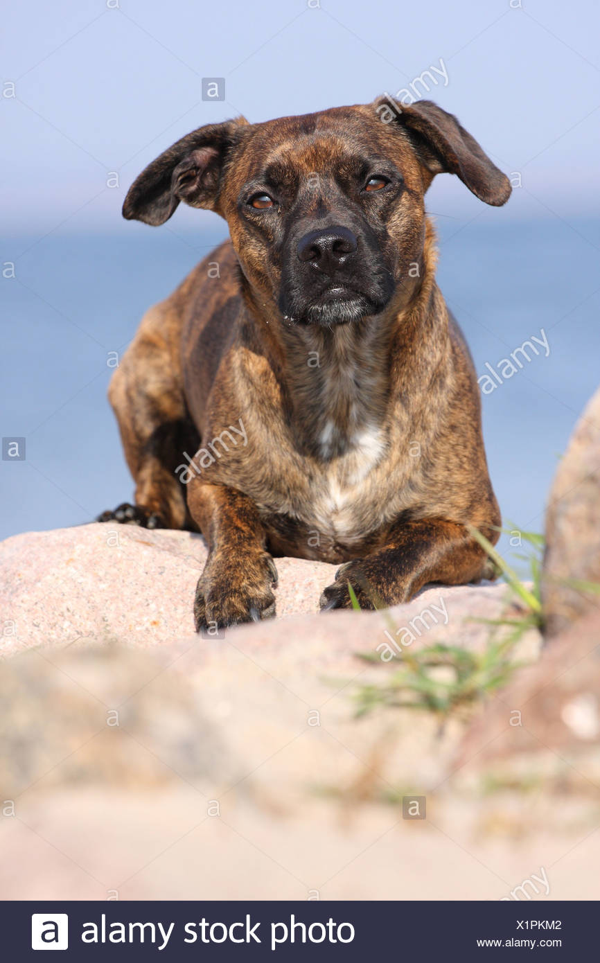 Bulldog Mongrel High Resolution Stock Photography and Images - Alamy