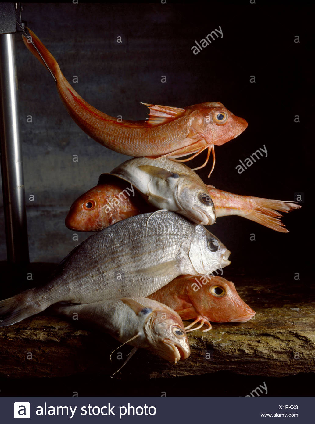 Pout Fish Stock Photos & Pout Fish Stock Images - Alamy