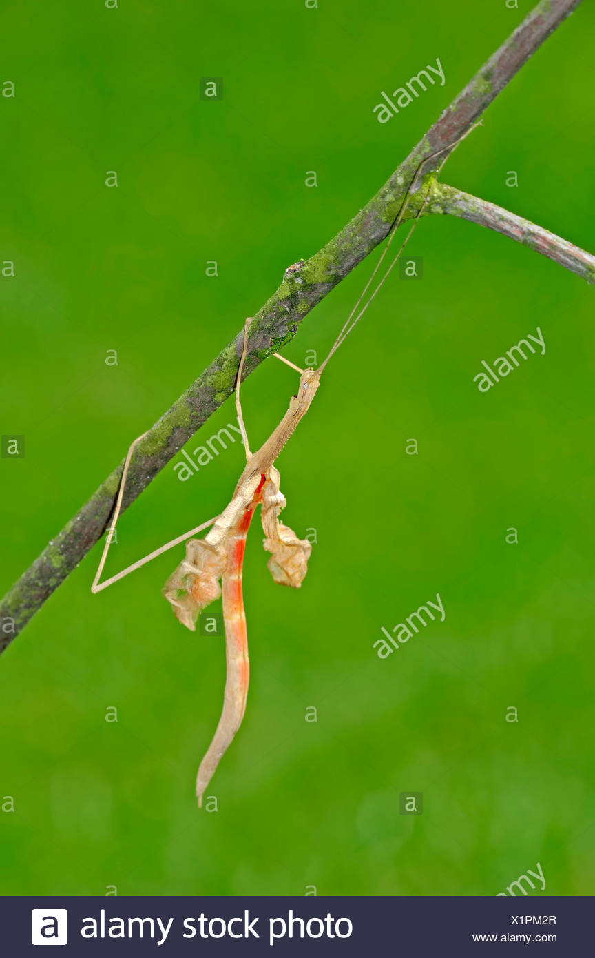 Winged Stick Insect High Resolution Stock Photography and Images - Alamy