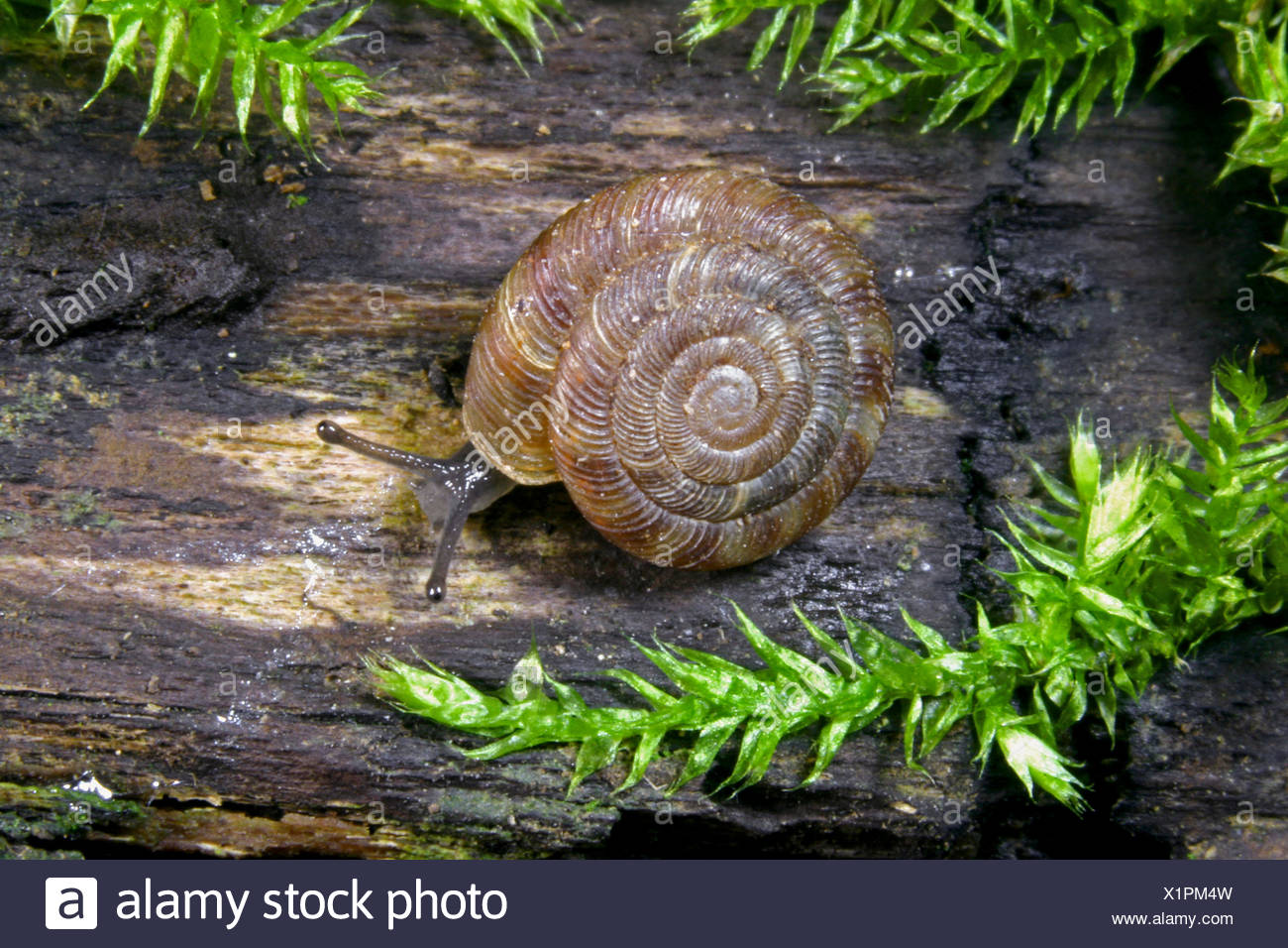 Rotund Animals Stock Photos & Rotund Animals Stock Images - Alamy