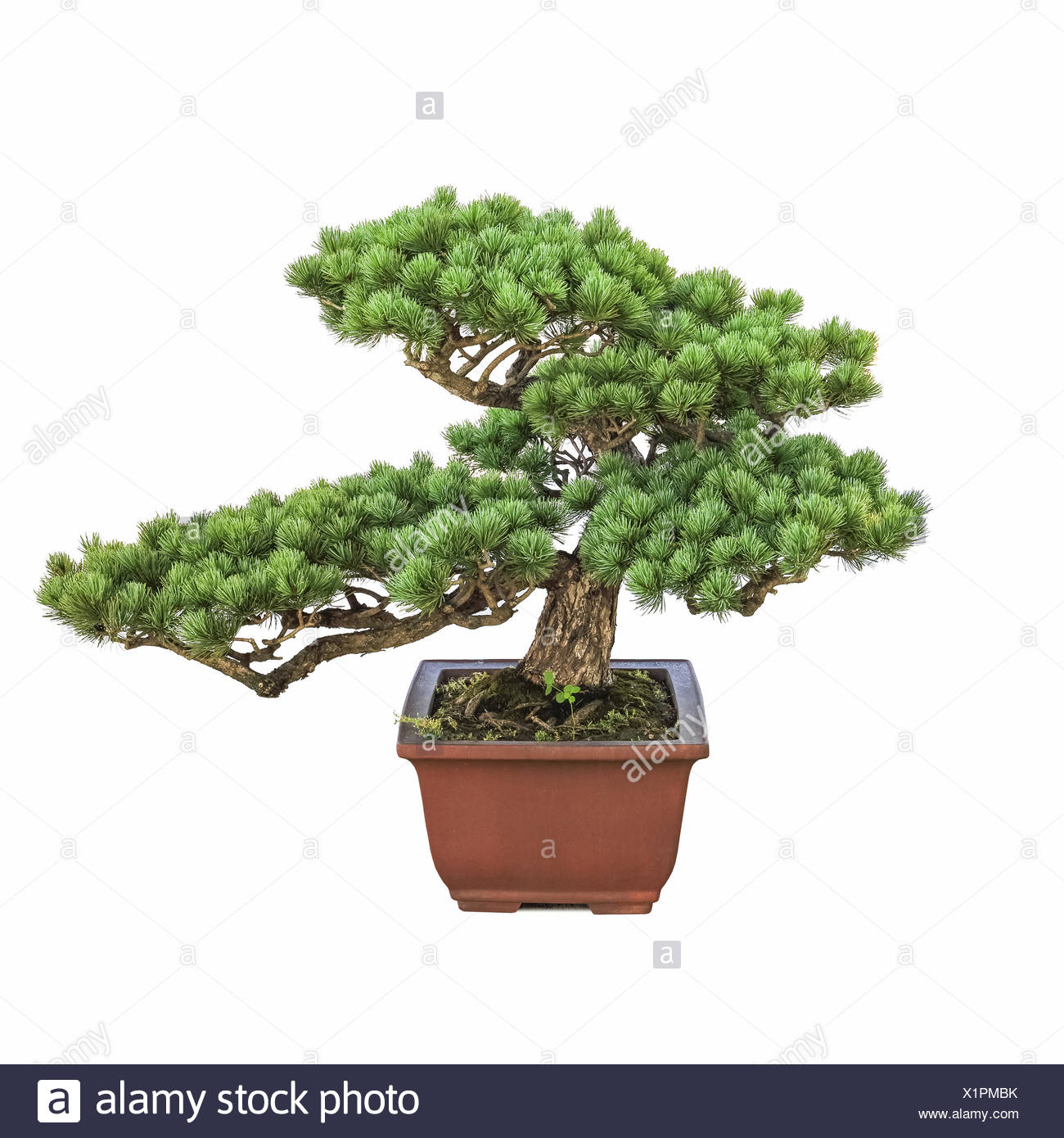 Japanese White Pine Bonsai High Resolution Stock Photography and Images ...