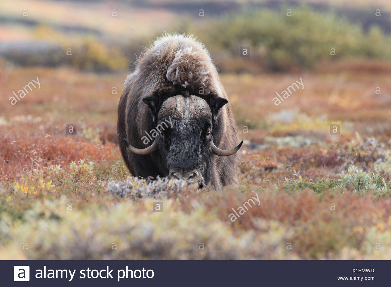 Moschustier High Resolution Stock Photography and Images - Alamy