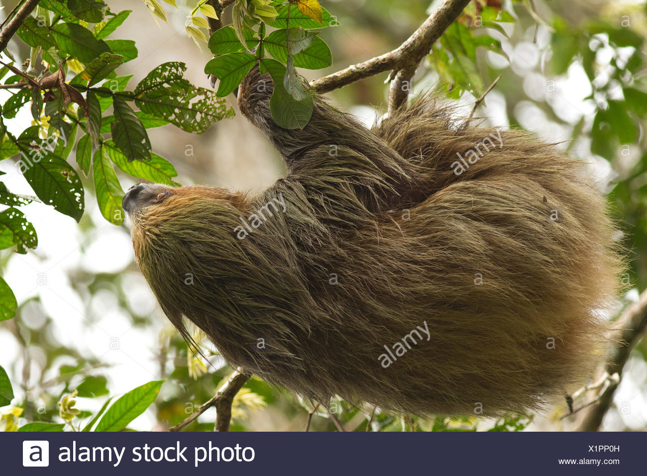 Sloth Amazon Rainforest Stock Photos & Sloth Amazon Rainforest Stock ...