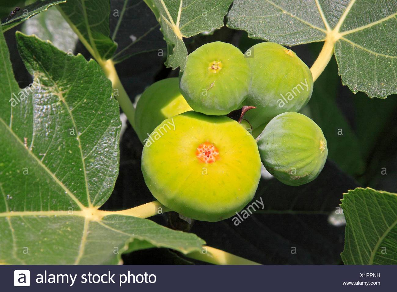 Family Moraceae Stock Photos & Family Moraceae Stock Images - Alamy
