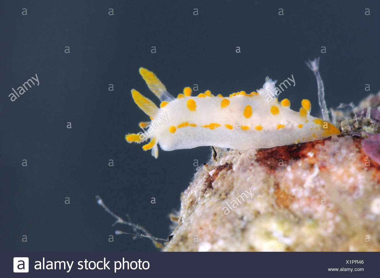 Clavigera Stock Photos & Clavigera Stock Images - Alamy