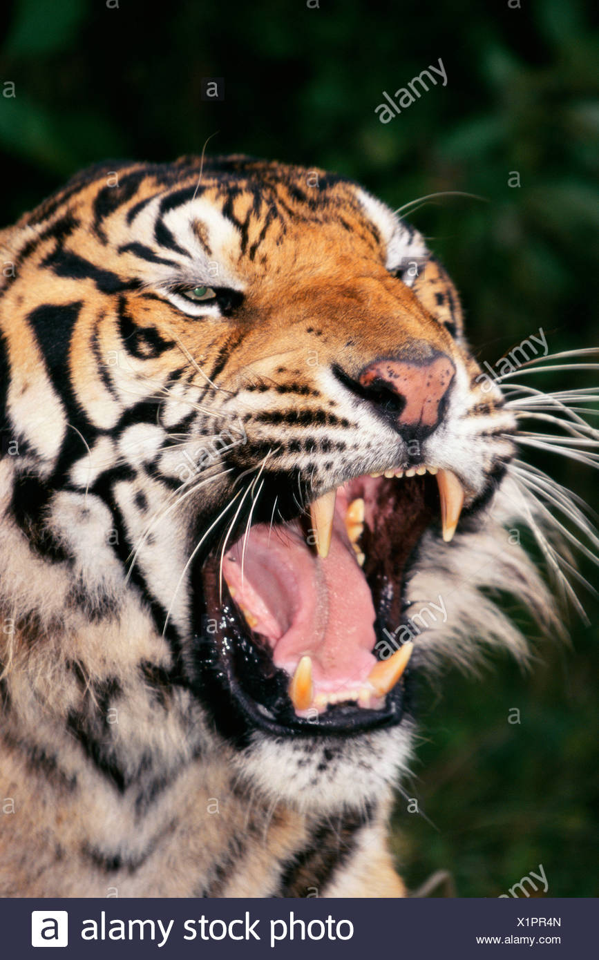 Bengal Tiger Snarling Stock Photos & Bengal Tiger Snarling Stock Images ...