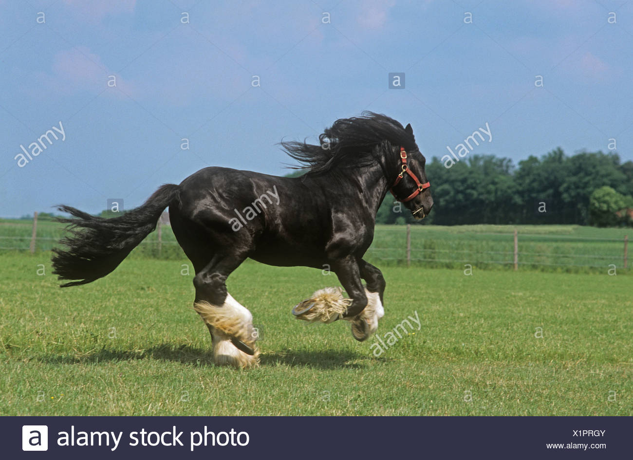 Shire Horse High Resolution Stock Photography and Images - Alamy