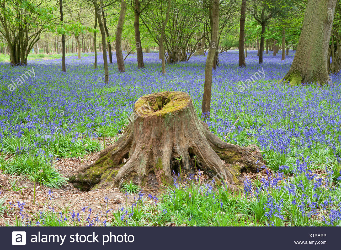 Fields Of Bluebells Stock Photos & Fields Of Bluebells Stock Images - Alamy