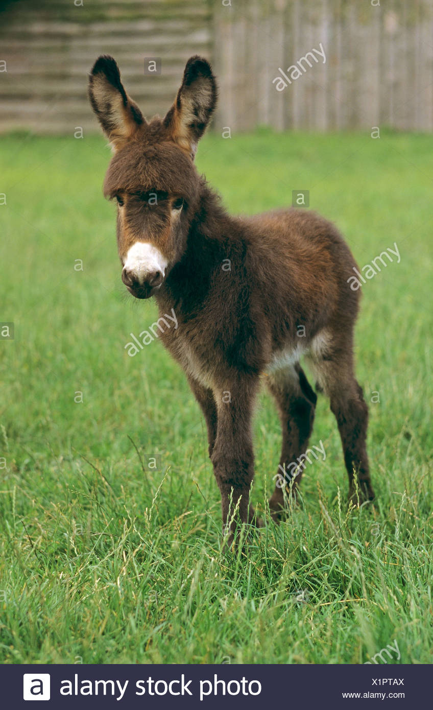 Dwarf Donkeys High Resolution Stock Photography and Images - Alamy