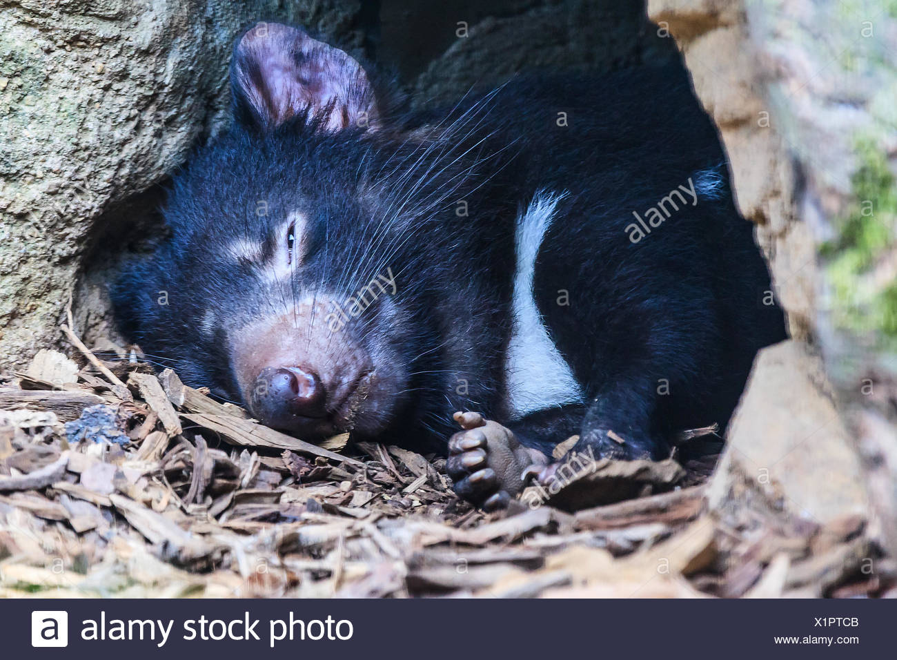 Sleeping With The Devil High Resolution Stock Photography and Images ...