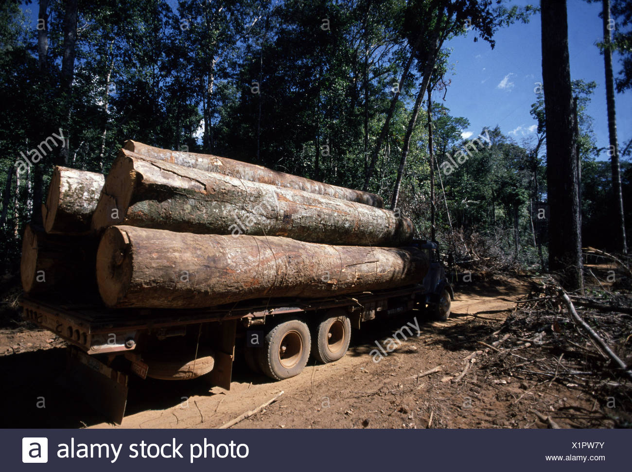 Rainforest Trees Trucks High Resolution Stock Photography and Images ...