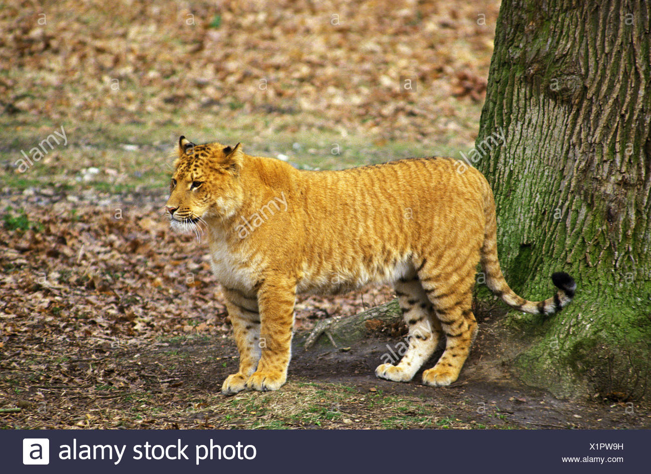 Cross Breed Between Tiger And Lion High Resolution Stock Photography ...