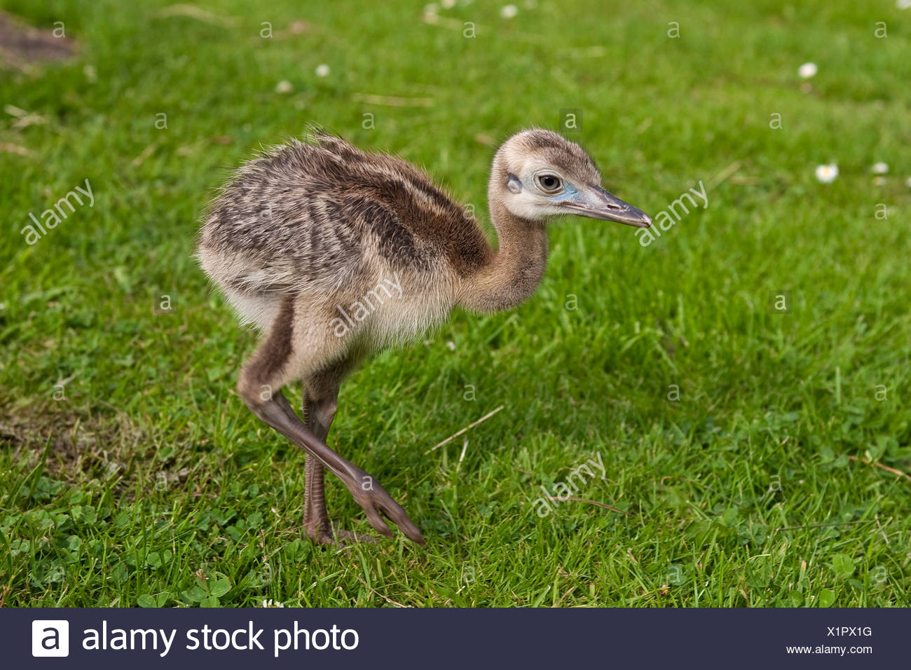 Rhea Young High Resolution Stock Photography and Images - Alamy