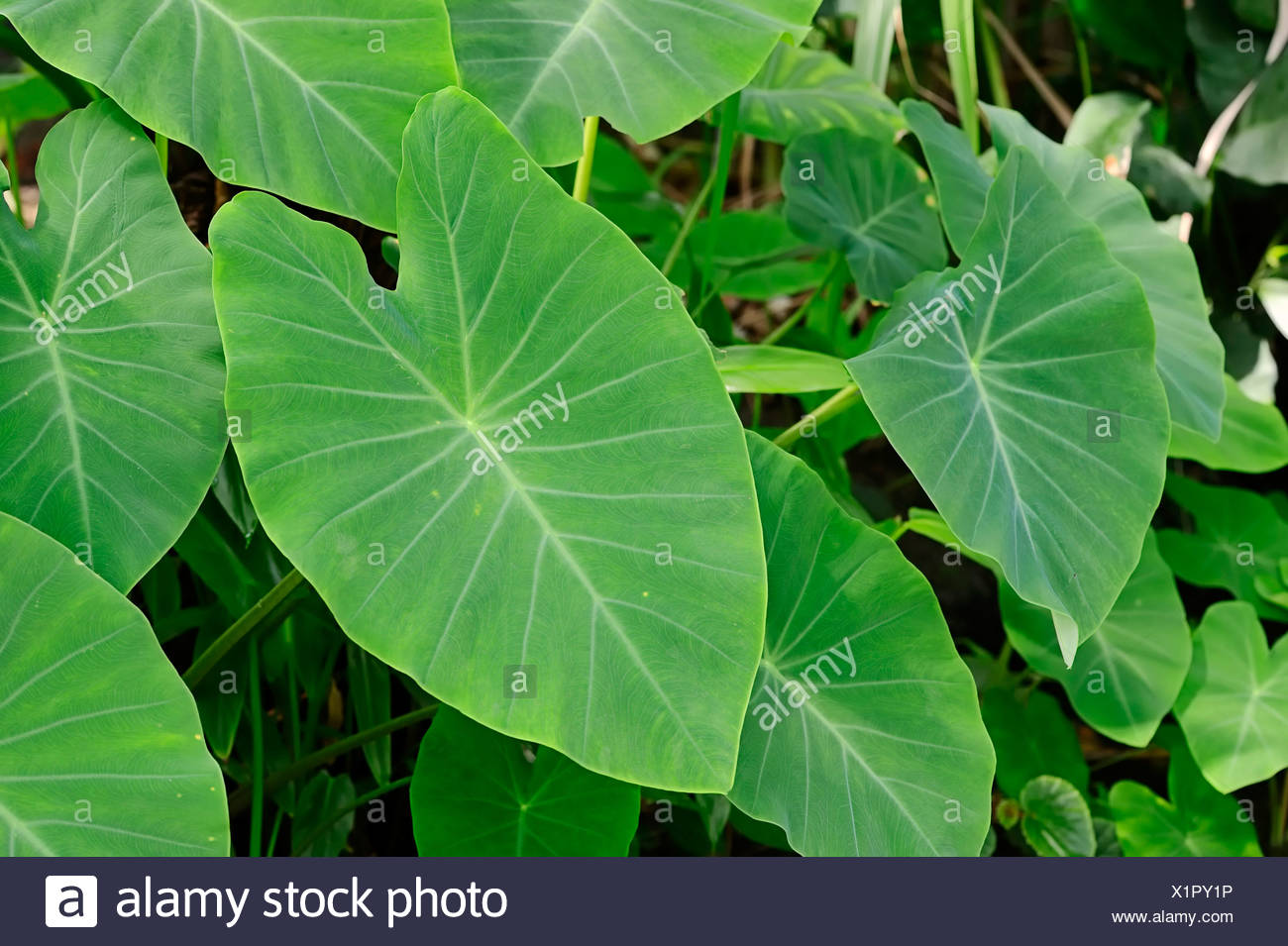 Colocasia Esculenta High Resolution Stock Photography and Images - Alamy