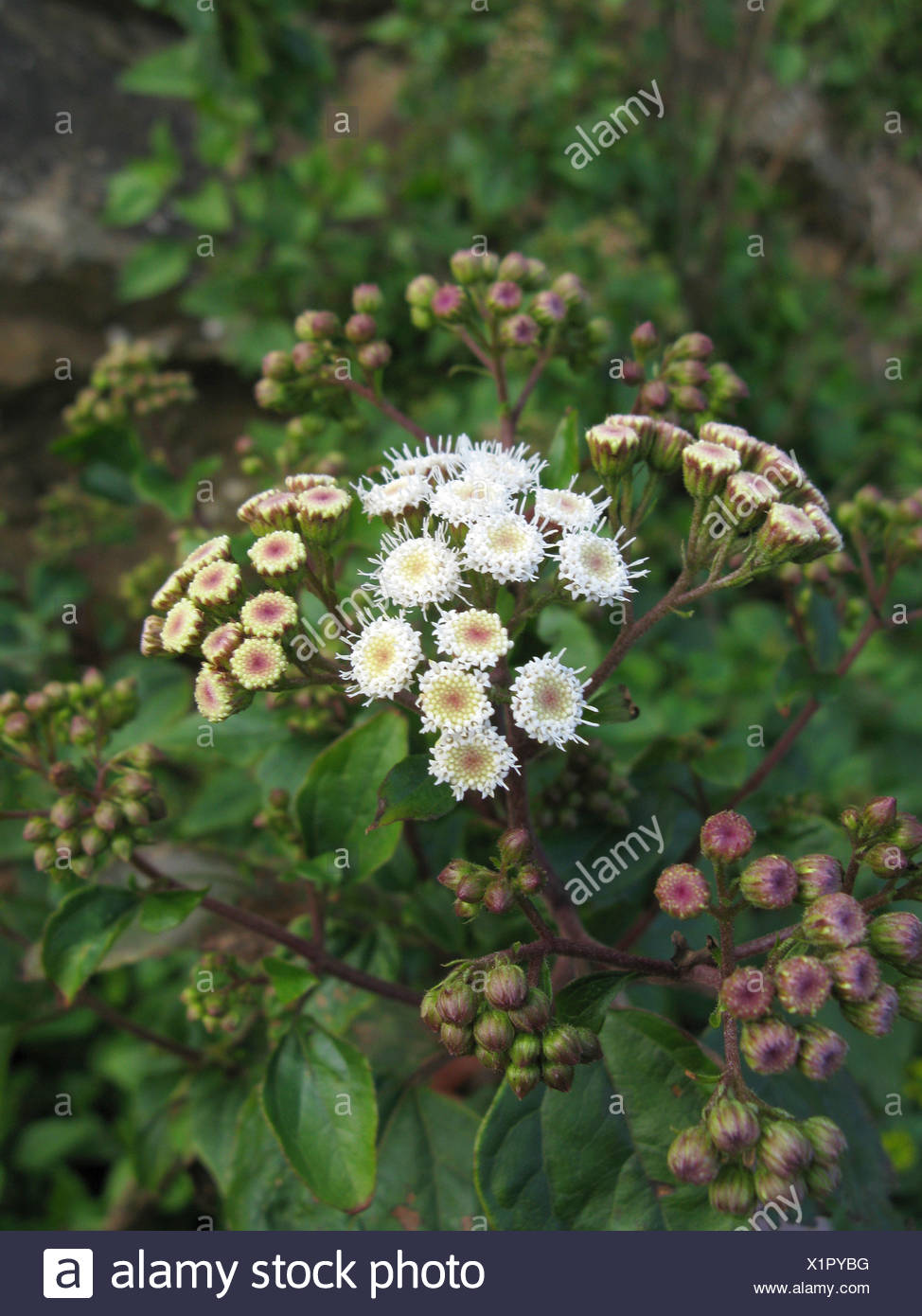 Dog Fennel Stock Photos & Dog Fennel Stock Images - Alamy