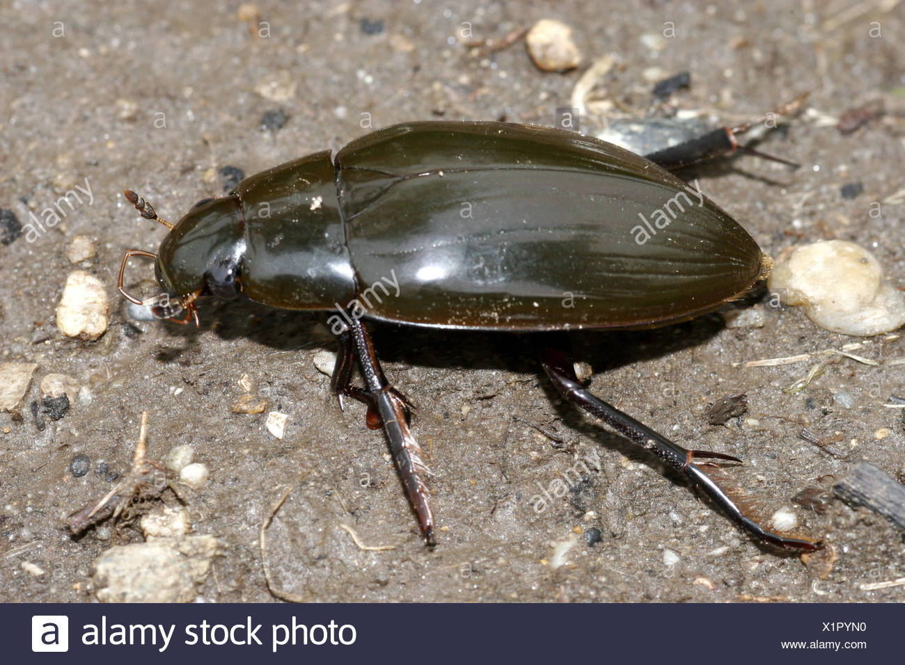 Water Scavenger Beetle Stock Photos & Water Scavenger Beetle Stock ...