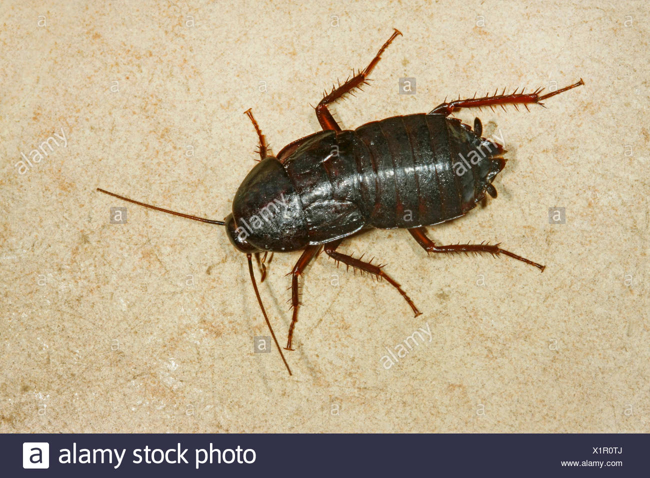 Synanthropic Species High Resolution Stock Photography and Images - Alamy