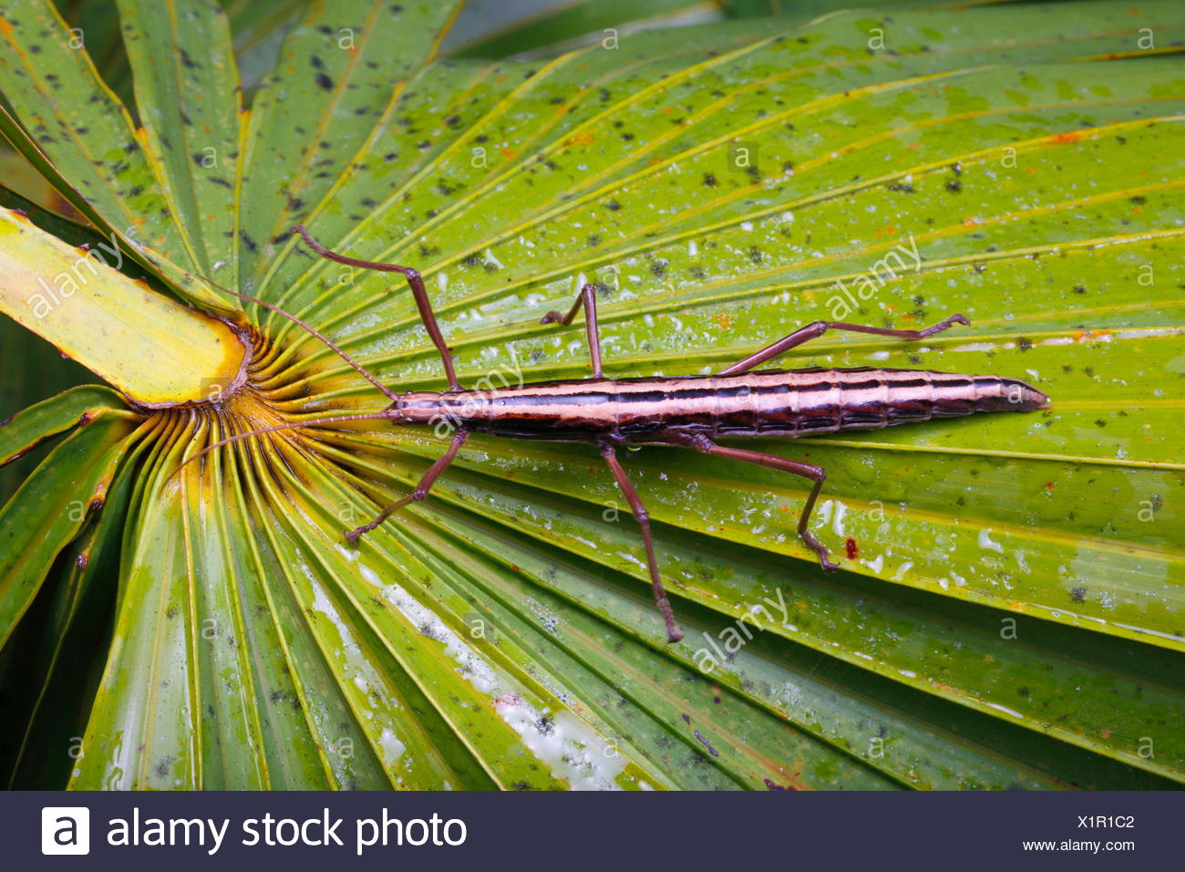 Walking Stick Insect High Resolution Stock Photography and Images - Alamy
