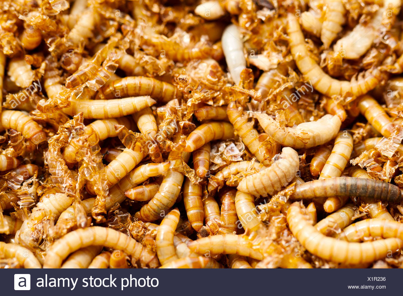 Grub Worms High Resolution Stock Photography and Images - Alamy