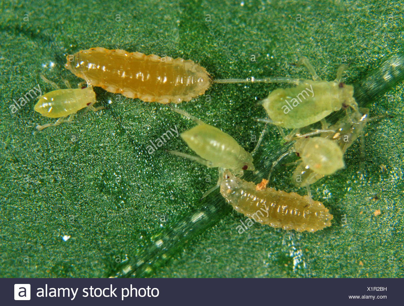 Aphid Predatory Midge Aphidoletes Aphidimyza High Resolution Stock ...