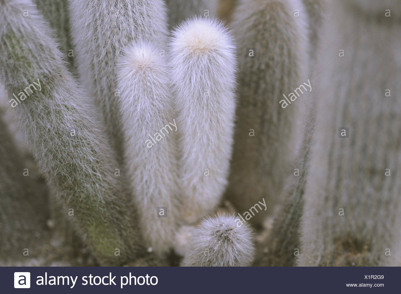 Cleistocactus High Resolution Stock Photography and Images - Alamy