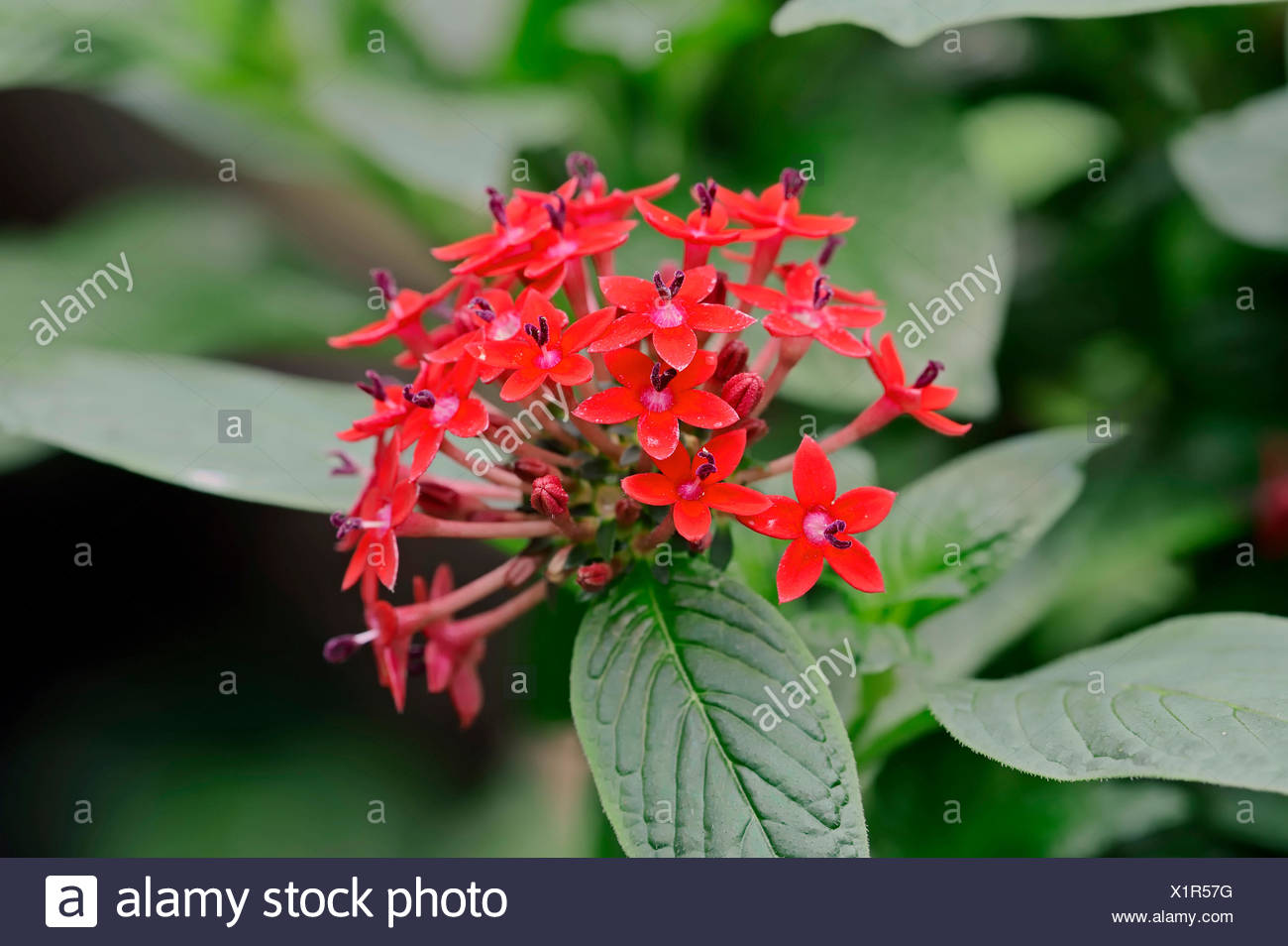Native Egyptian High Resolution Stock Photography and Images - Alamy