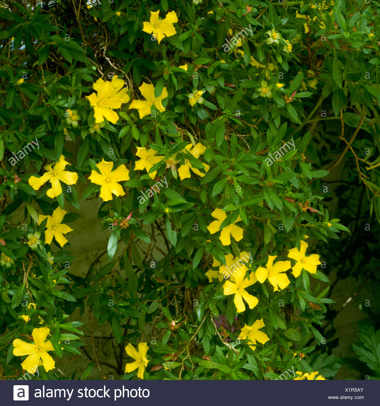 Hibbertia High Resolution Stock Photography and Images - Alamy