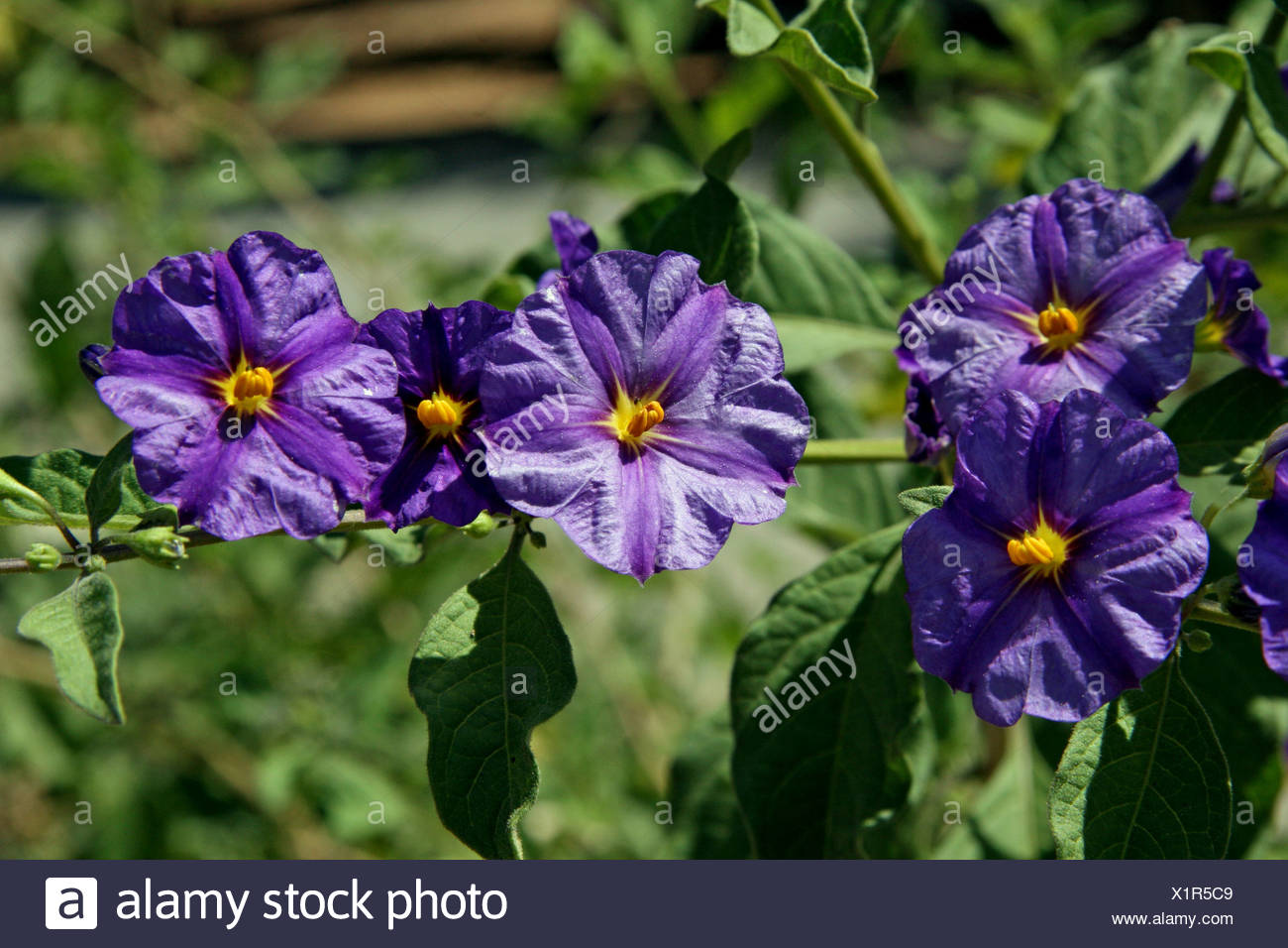 Solanum Rantonnetii High Resolution Stock Photography and Images - Alamy