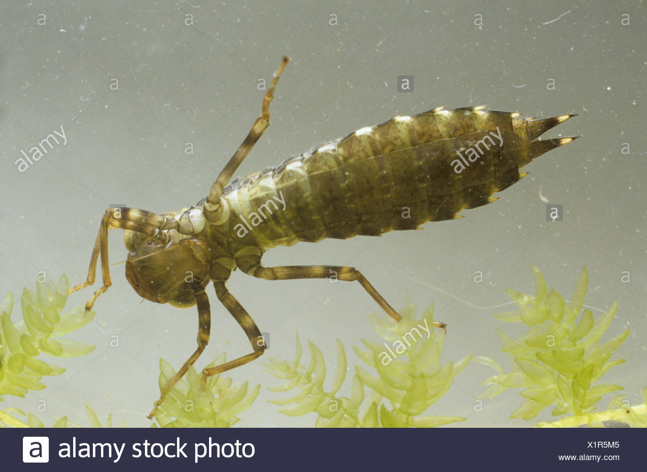 Dragonfly Larvae High Resolution Stock Photography and Images - Alamy