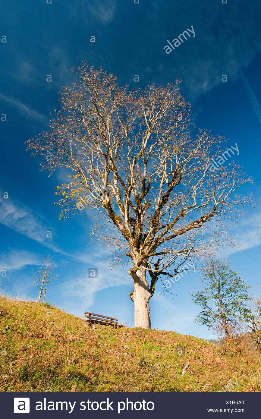 Sycamore Tree In Autumn High Resolution Stock Photography and Images ...