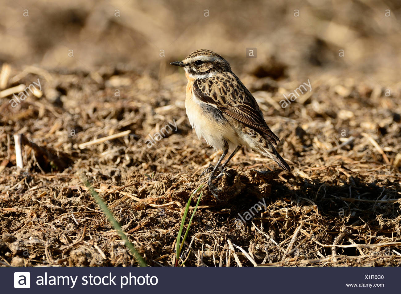 Winchat High Resolution Stock Photography and Images - Alamy