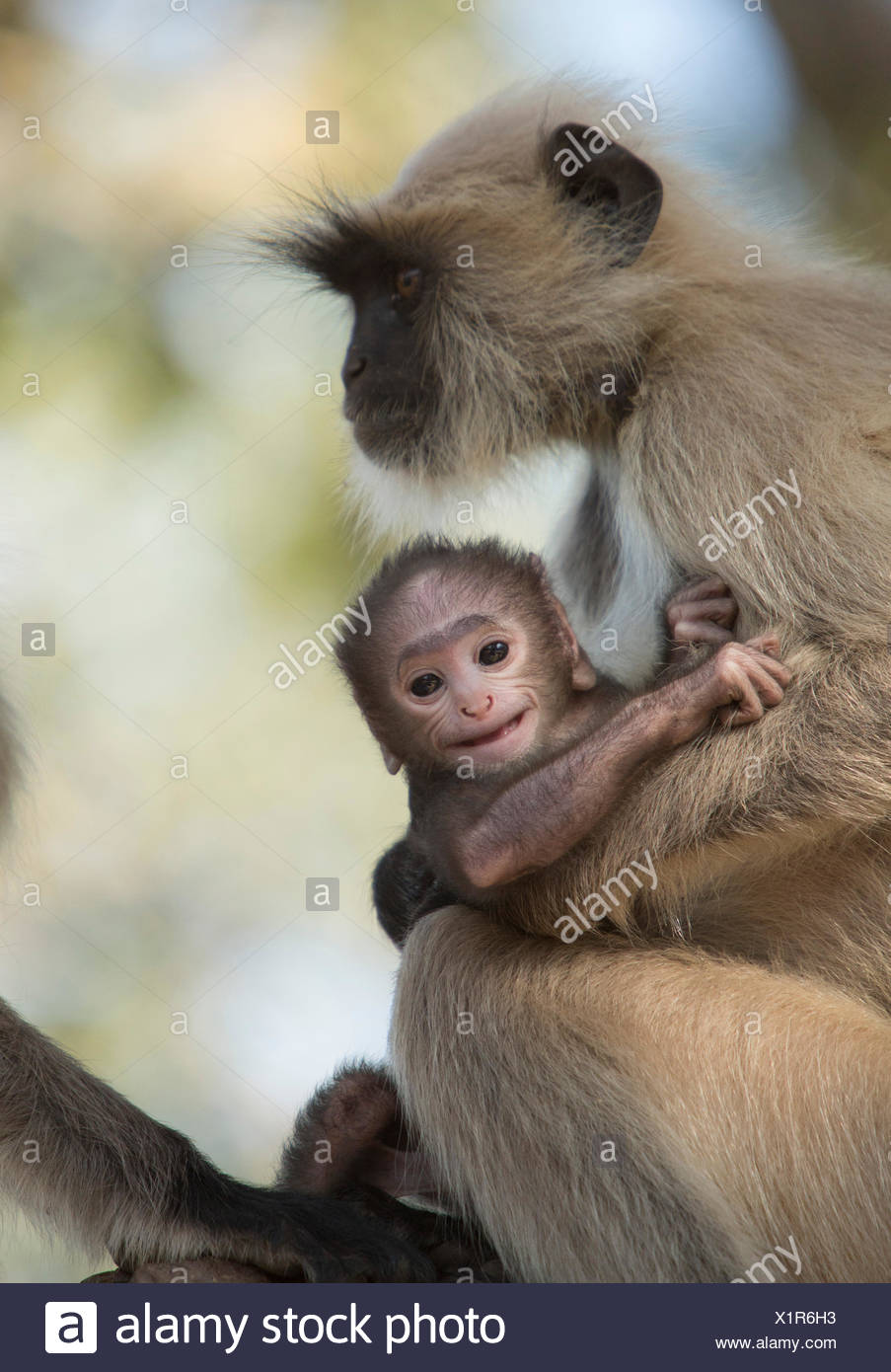 Female Asia High Resolution Stock Photography and Images - Alamy